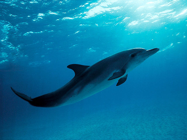 Learning the Language of Dolphins | Language Trainers UK Blog Learning the Language of Dolphins | Language Trainers UK Blog
